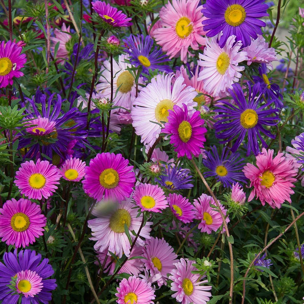 Callistephus chinensis | White Flower Farm