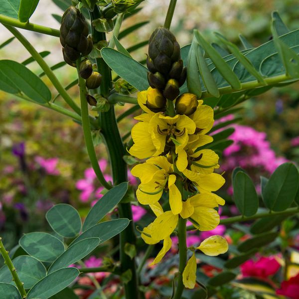 Popcorn Cassia (Senna didymobotrya) | White Flower Farm