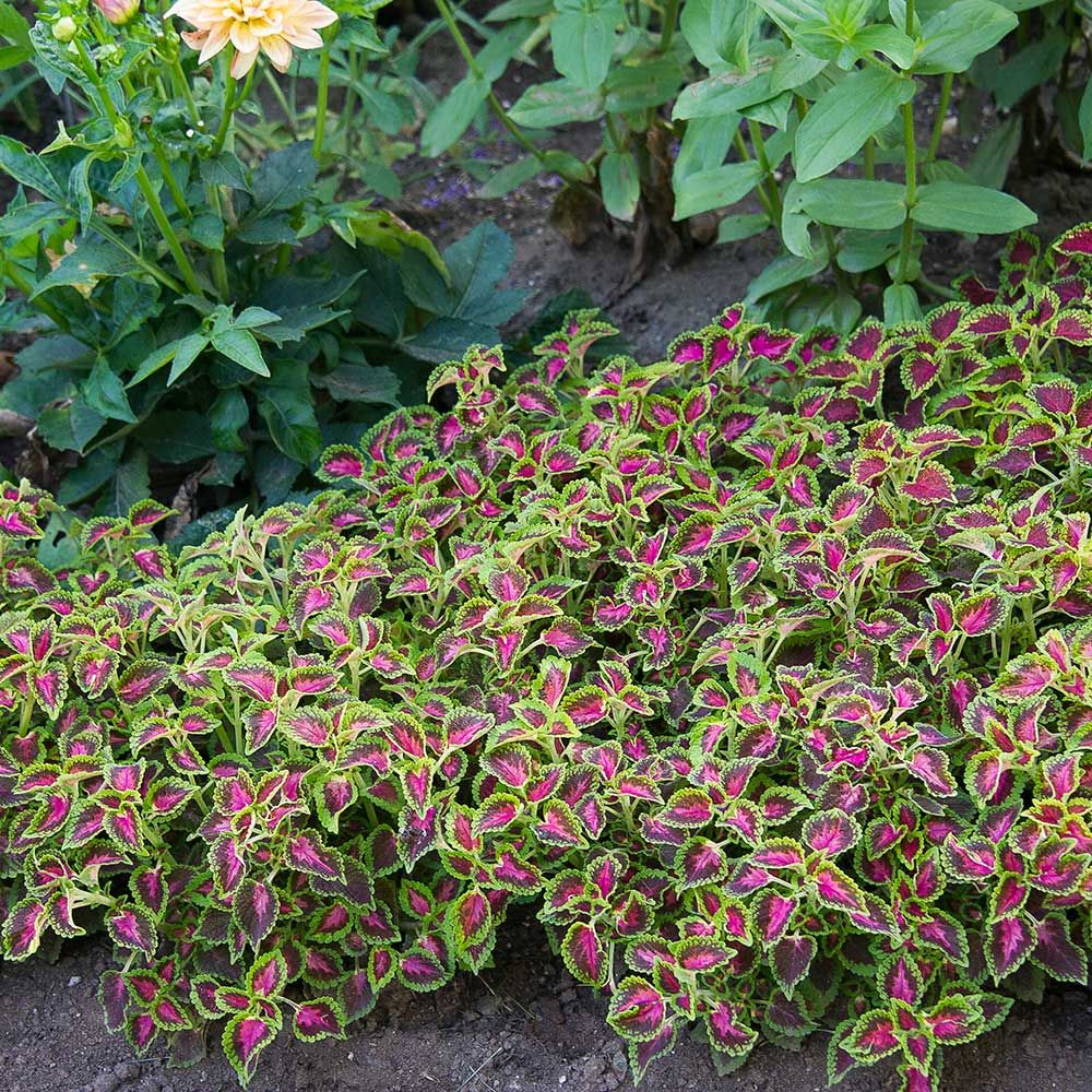 Coleus PartyTime™ Pink Berry | White Flower Farm