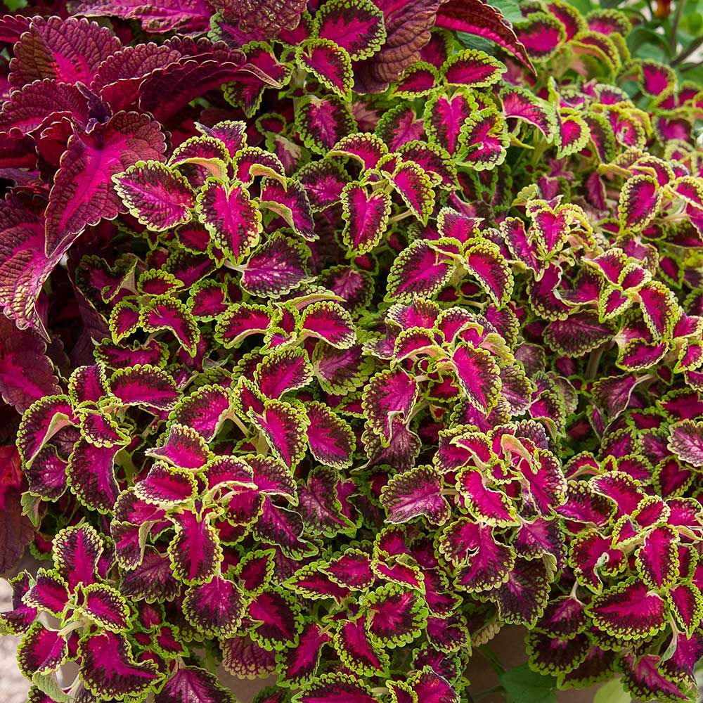 Coleus PartyTime™ Pink Berry | White Flower Farm