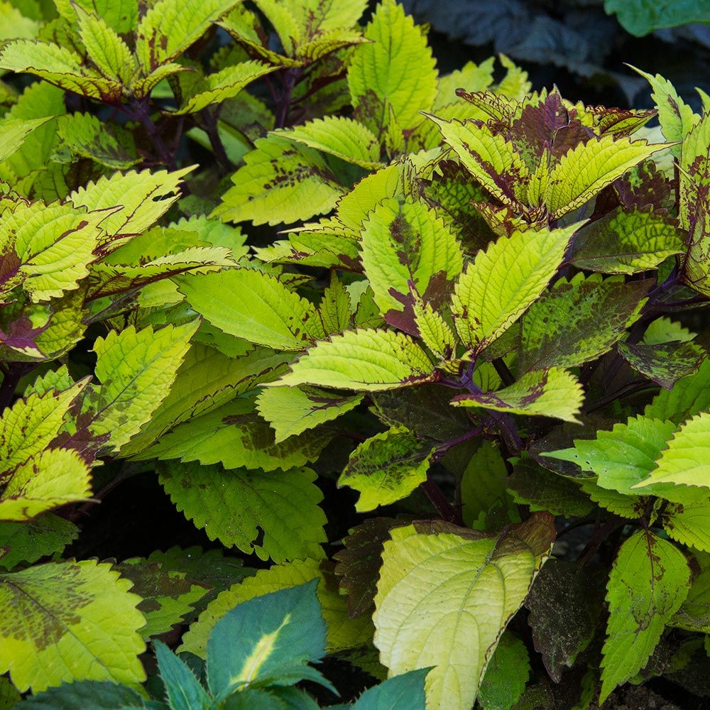 Coleus 'Pineapple Beauty' | White Flower Farm