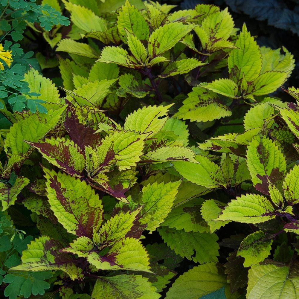 Coleus 'Pineapple Beauty' | White Flower Farm