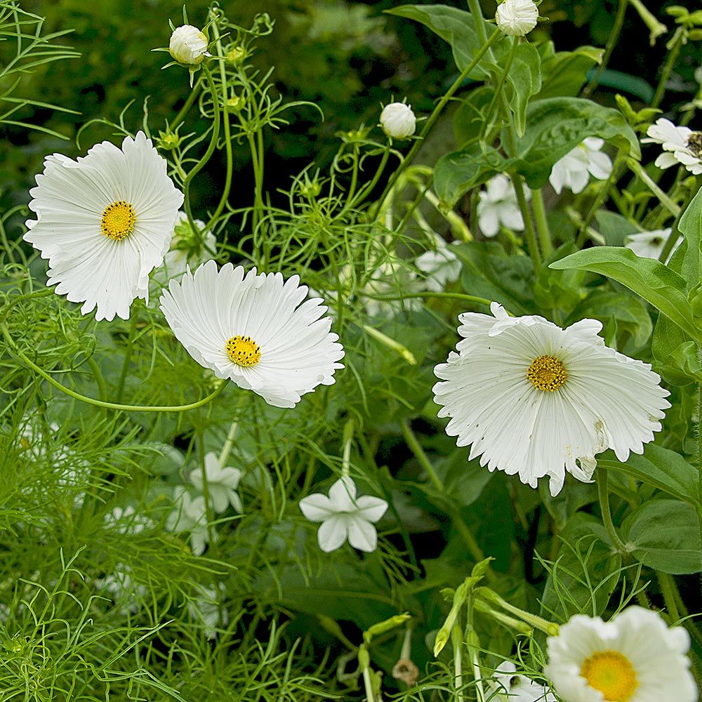 Cosmos bipinnatus 'Cupcakes White' | White Flower Farm