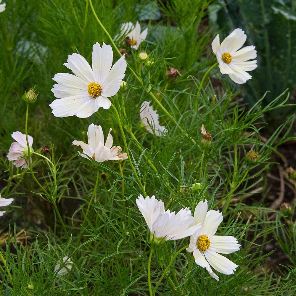 Cosmos bipinnatus 'Lemonade' | White Flower Farm