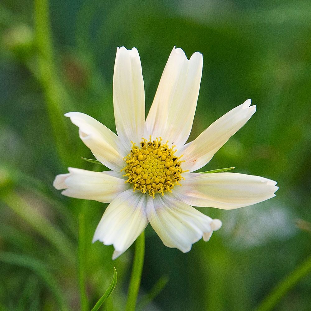 Cosmos bipinnatus 'Lemonade' | White Flower Farm