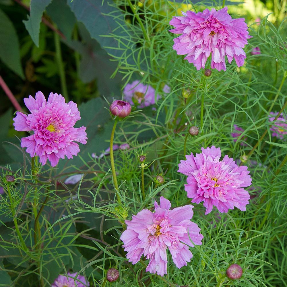 Cosmos bipinnatus 'Double Click Rose Bonbon' | White Flower Farm