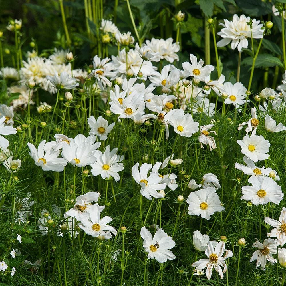 Cosmos bipinnatus 'Sonata White' | White Flower Farm