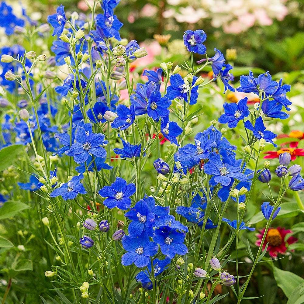 Delphinium Grandiflorum Blue Mirror