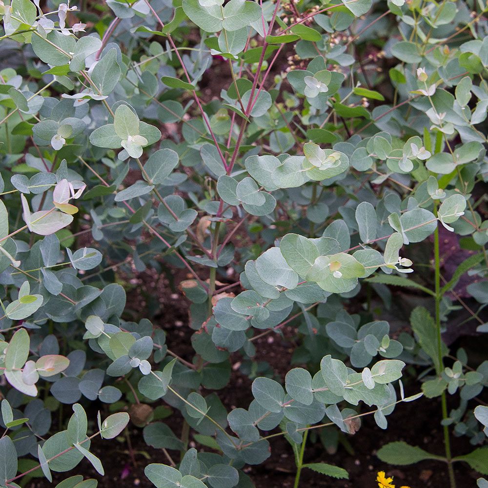 Eucalyptus gunnii 'Silver Drop' | White Flower Farm