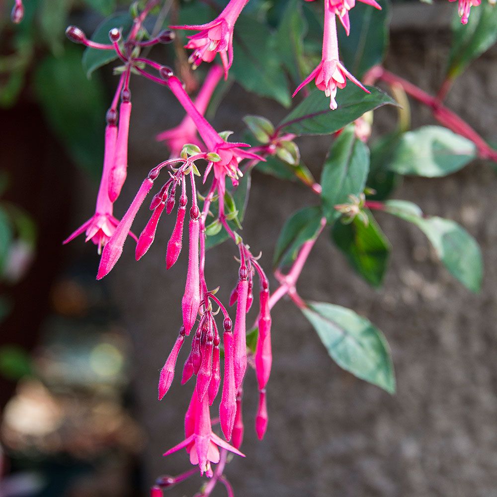 Fuchsia Eruption | White Flower Farm