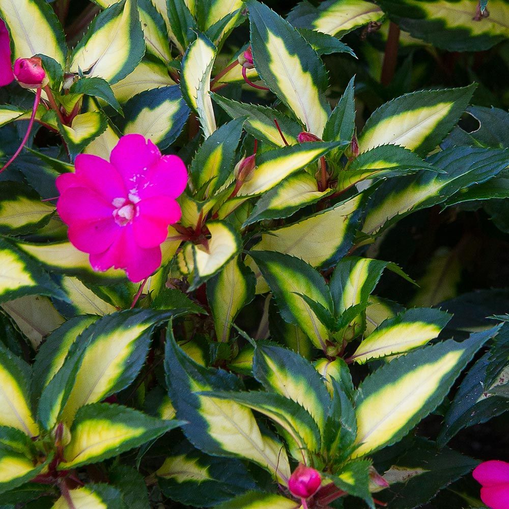Impatiens SunPatiens® Compact Tropical Rose | White Flower Farm