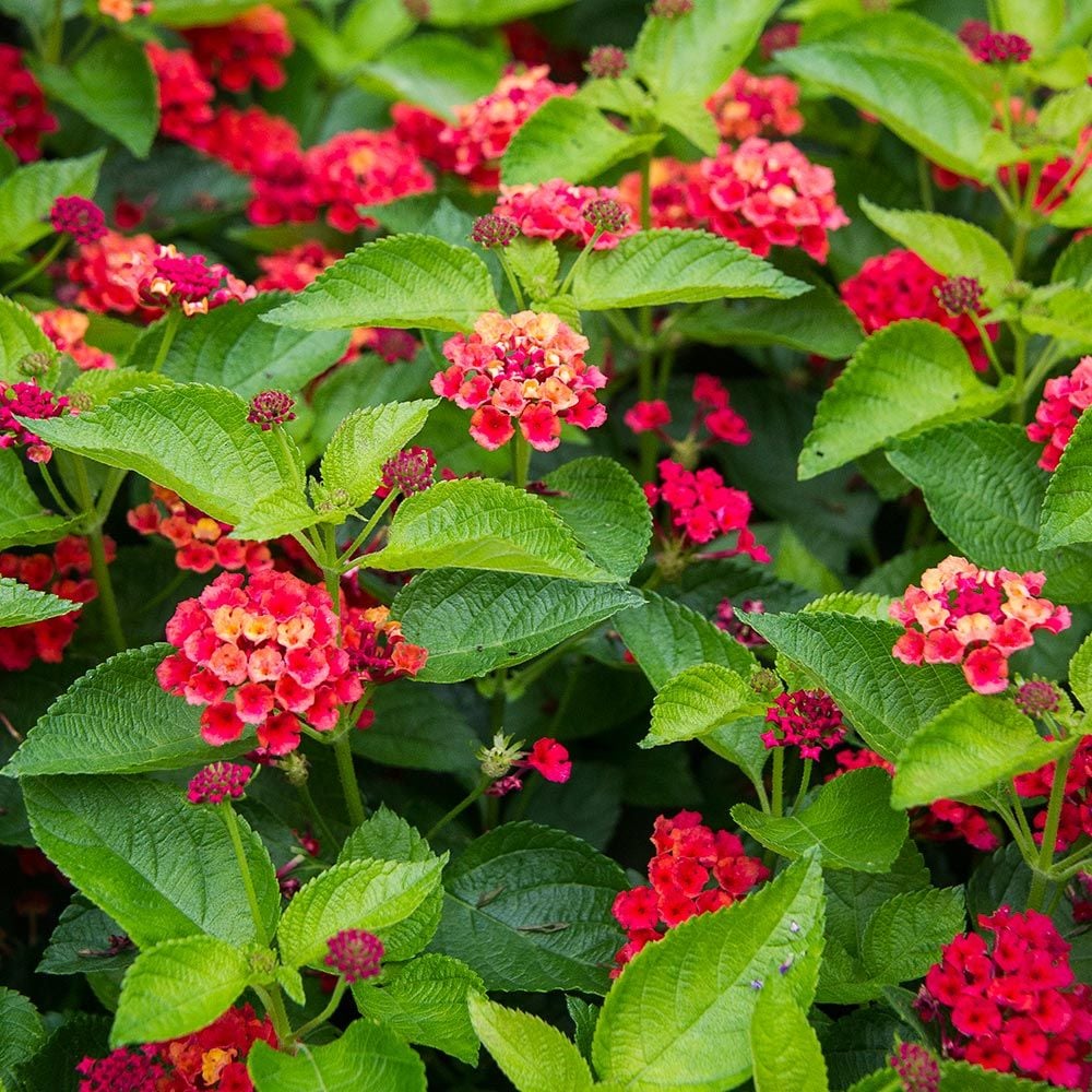 Lantana Bloomify™ Red | White Flower Farm