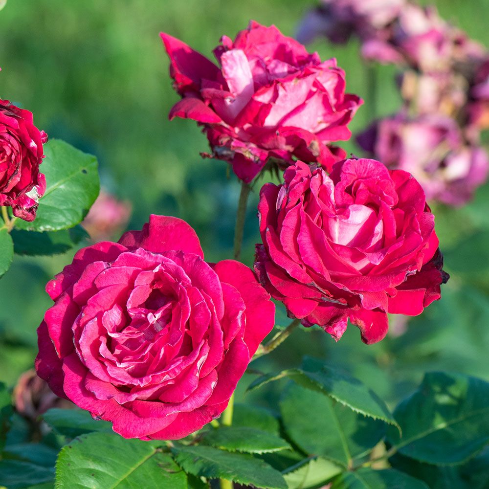 Rose Sweet Spirit | White Flower Farm