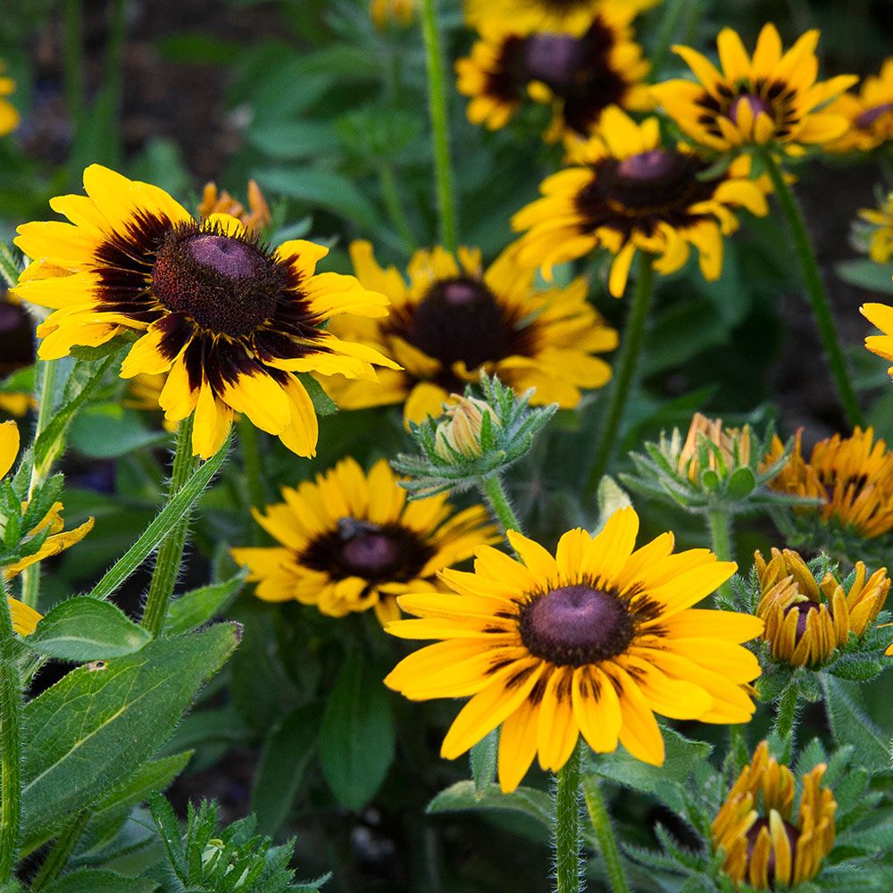 Rudbeckia hirta Sonora | White Flower Farm