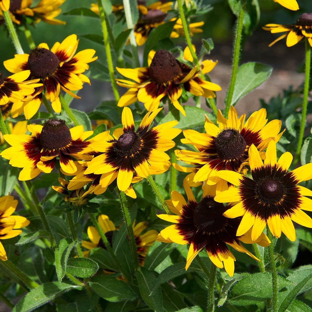 Rudbeckia hirta Sonora | White Flower Farm
