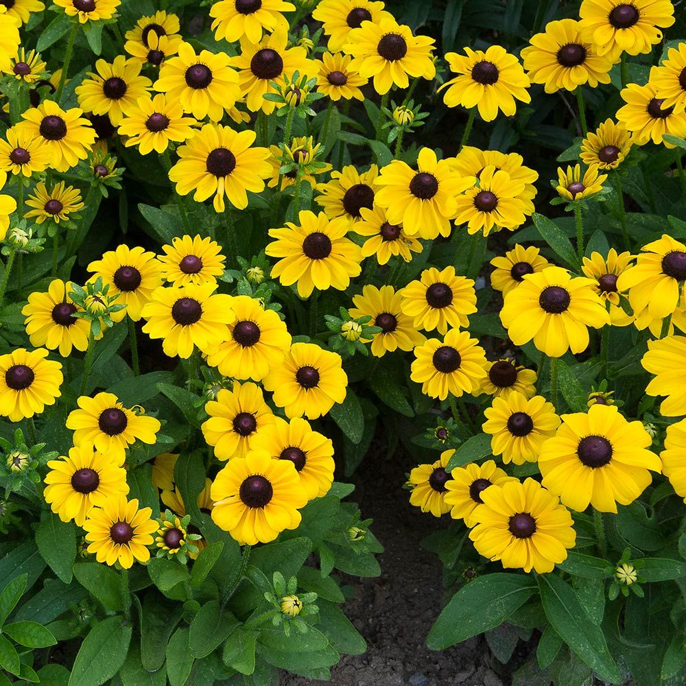 Rudbeckia hirta Toto® Lemon | White Flower Farm