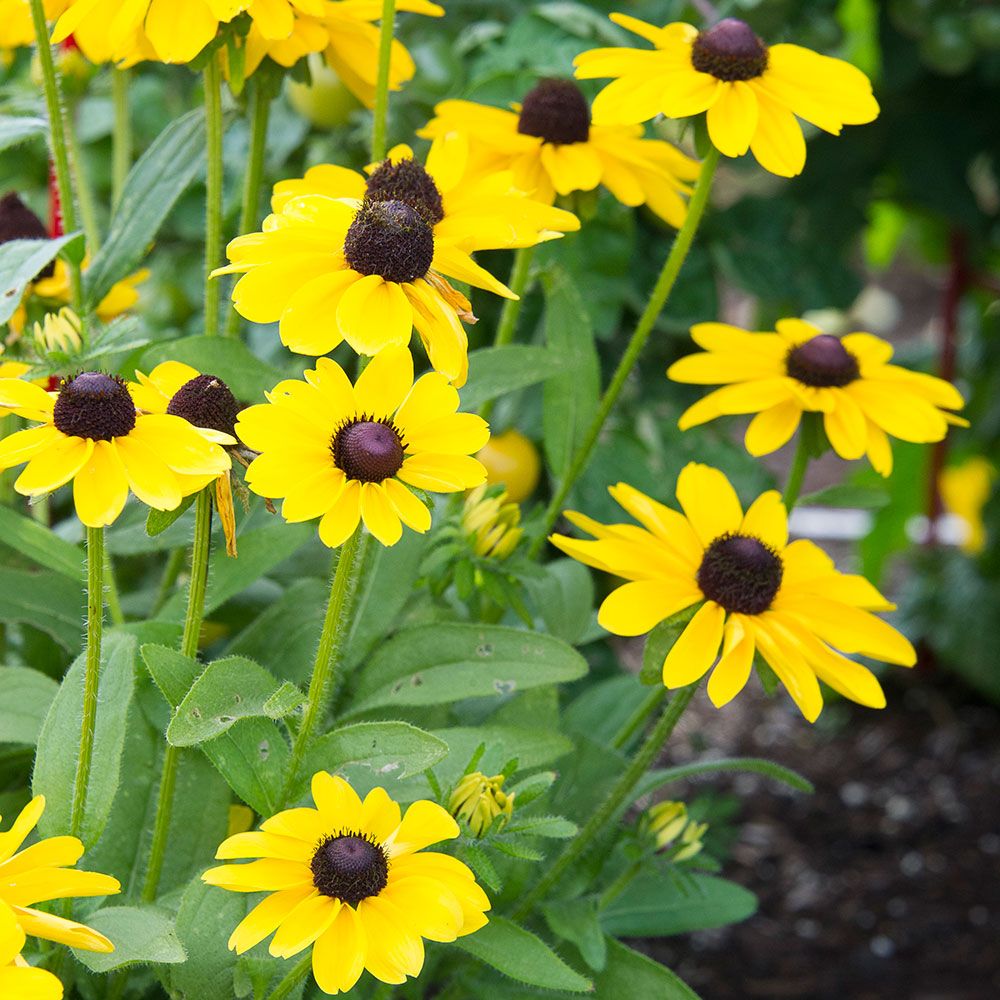 Rudbeckia hirta Toto® Lemon | White Flower Farm