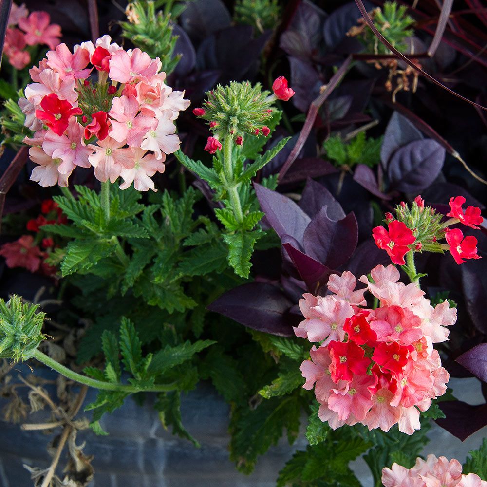 Verbena Empress® Flair Peach | White Flower Farm