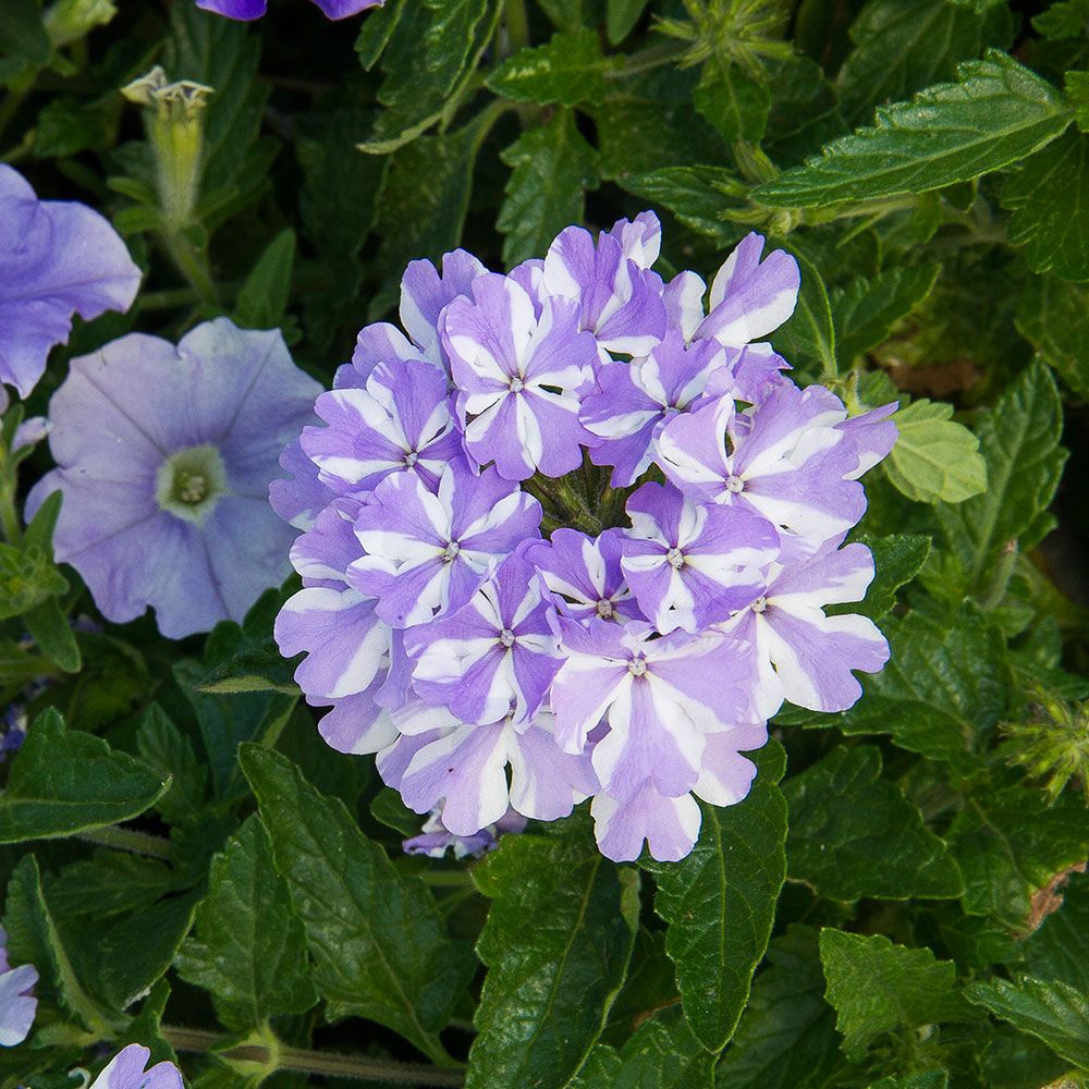 Verbena Superbena® Stormburst | White Flower Farm