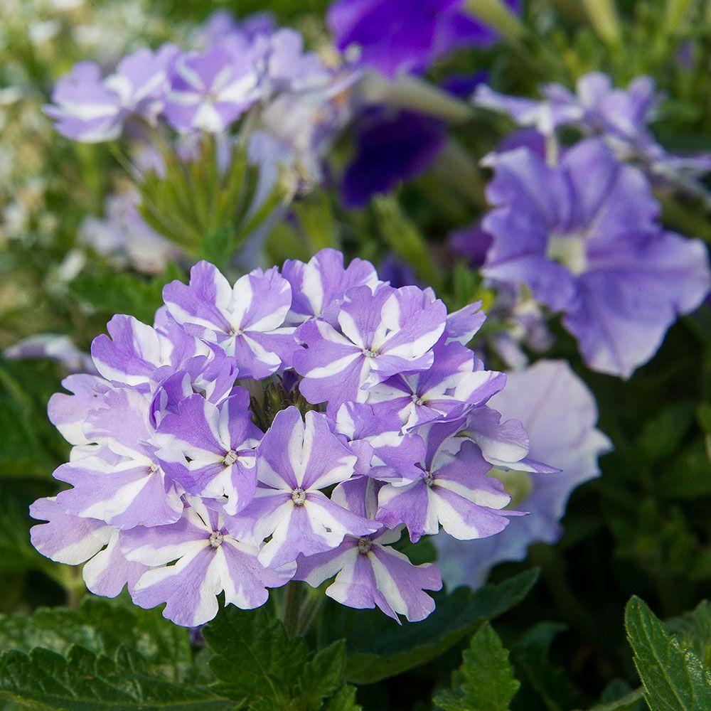 Verbena Superbena® Stormburst | White Flower Farm