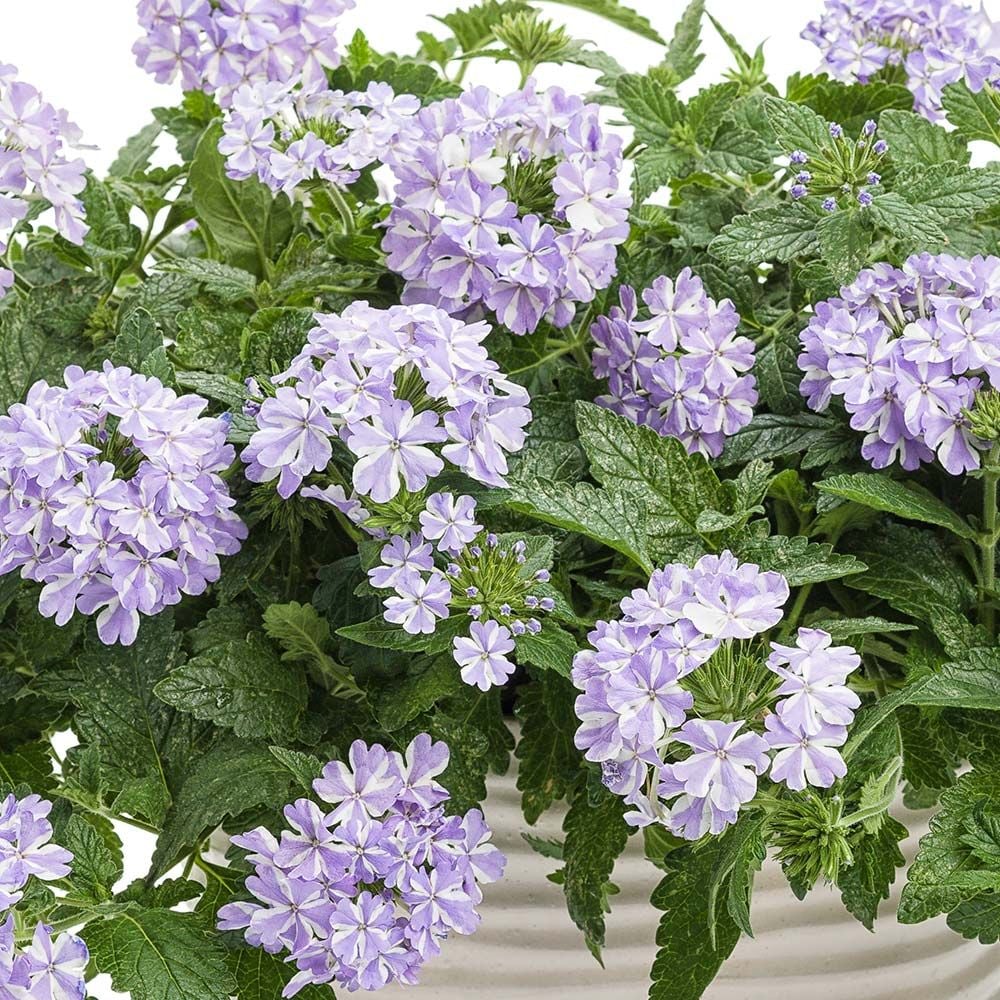 Verbena Superbena® Stormburst | White Flower Farm