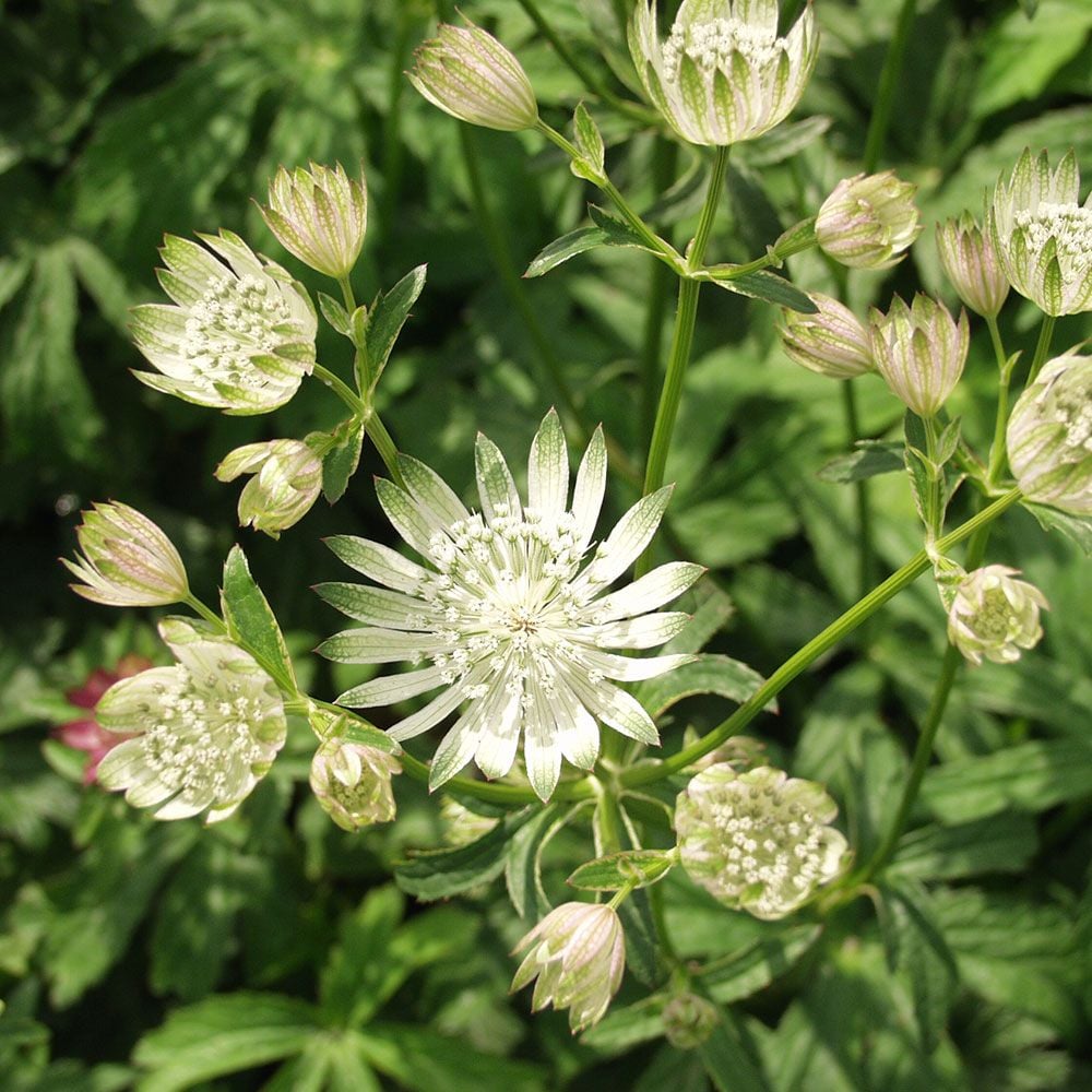 Astrantia major White Giant | White Flower Farm