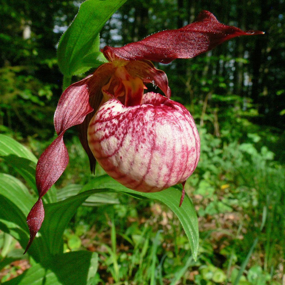 Cypripedium Anna | White Flower Farm