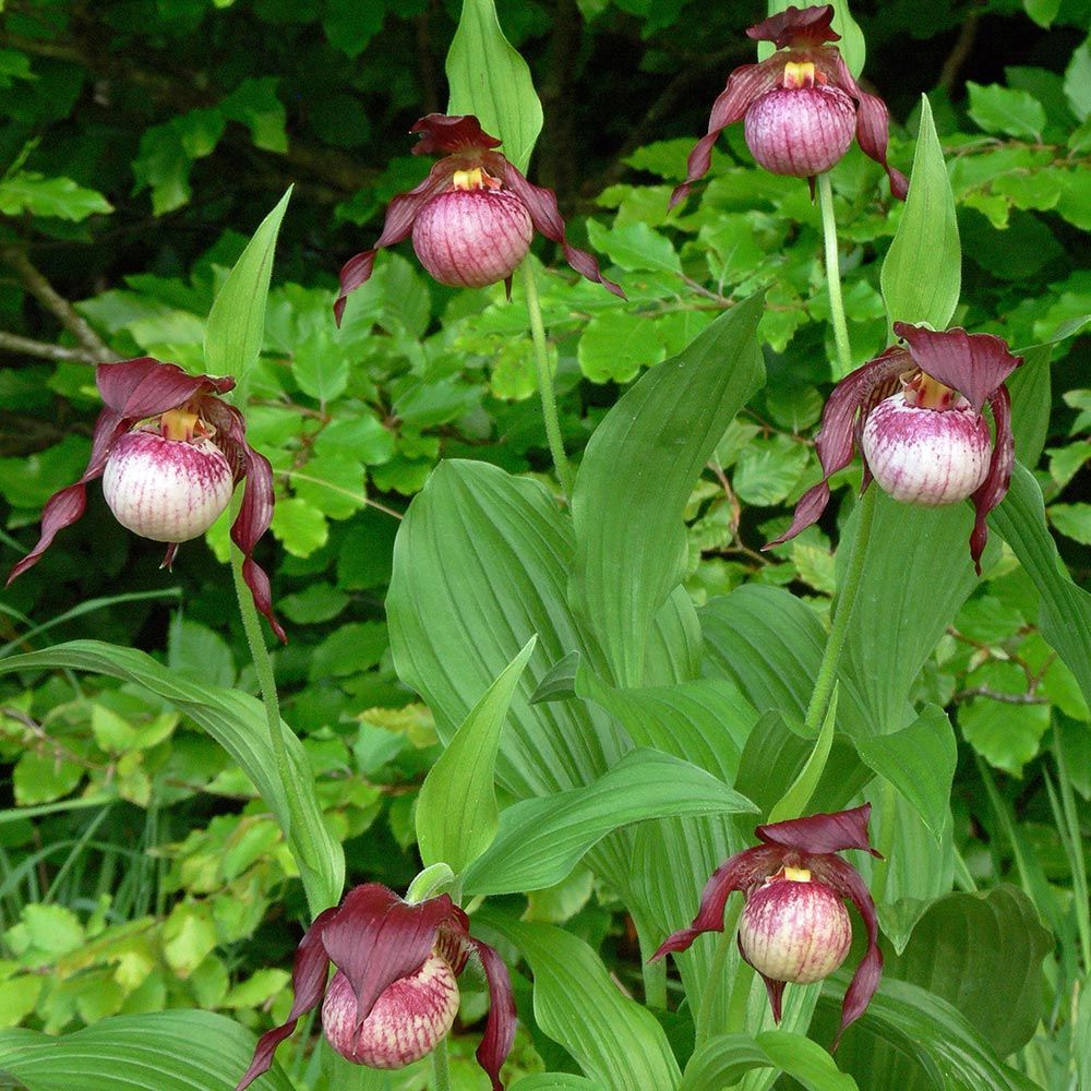 Cypripedium Anna | White Flower Farm