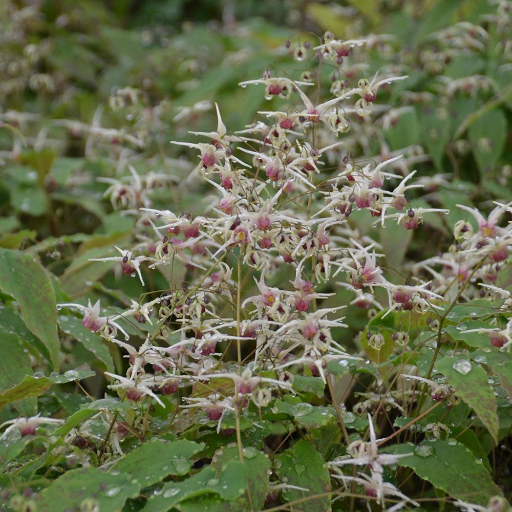 Epimedium 'Domino' | White Flower Farm
