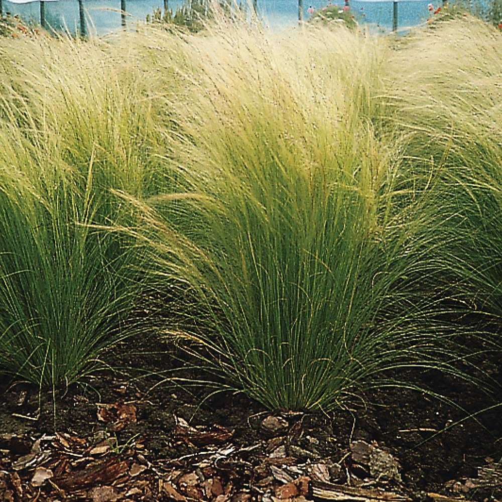 Nassella tenuissima | White Flower Farm