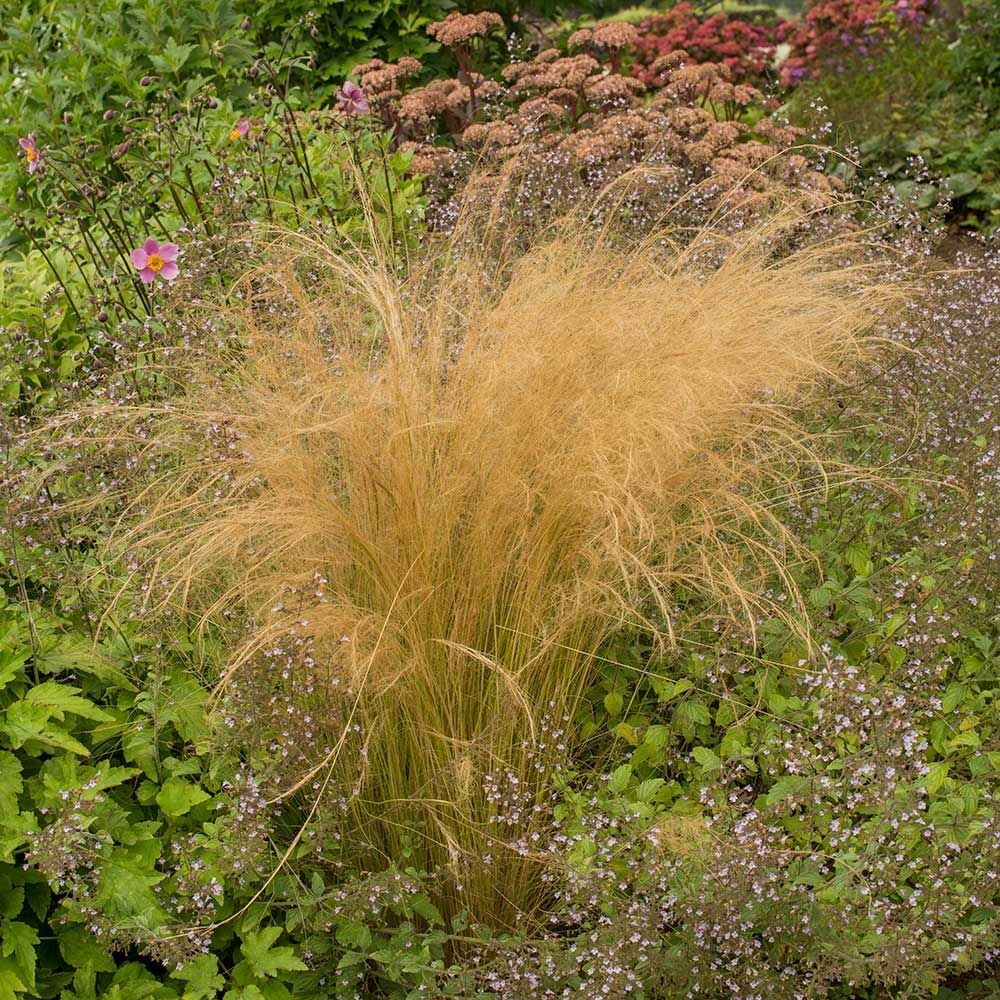 Nassella tenuissima | White Flower Farm