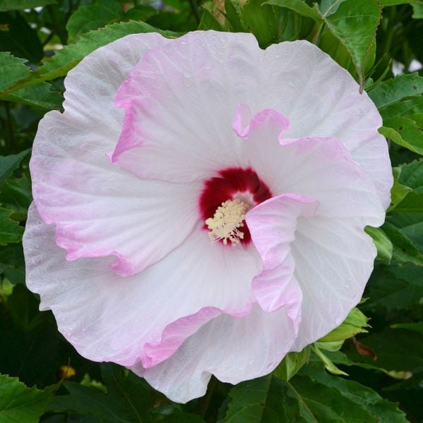 Hibiscus Summerific® 'Ballet Slippers' | White Flower Farm