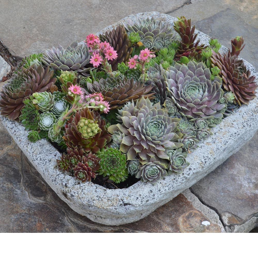 Hen Party Succulents Collection | White Flower Farm