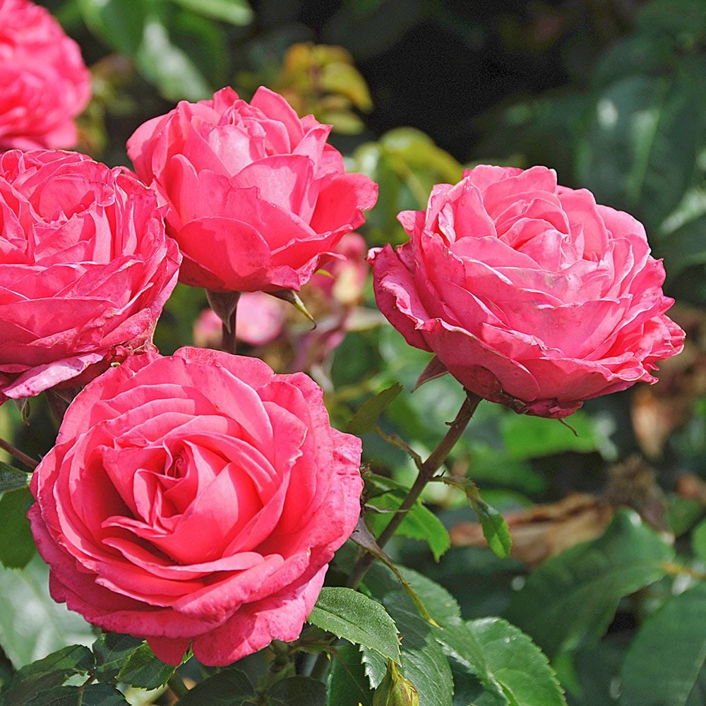 Rose Fiji | White Flower Farm