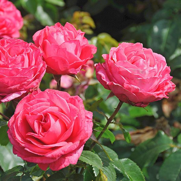 Rose Fiji | White Flower Farm