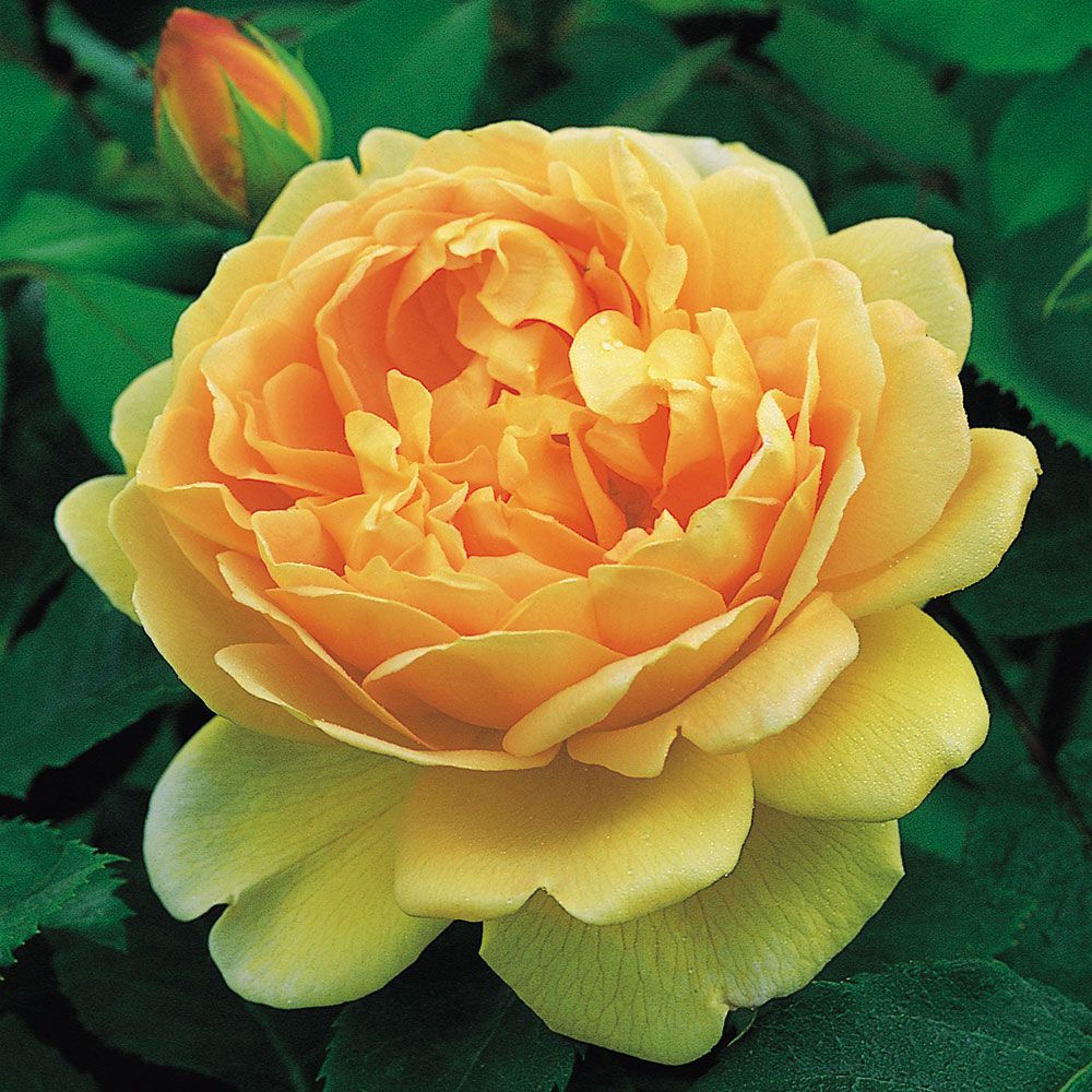 Rose Golden Celebration™ | White Flower Farm