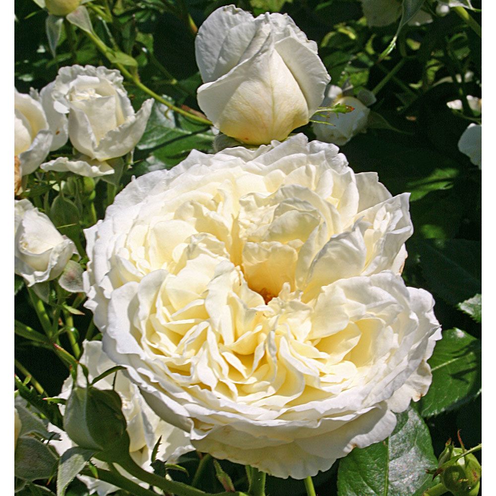 Rose Polar Express™ | White Flower Farm