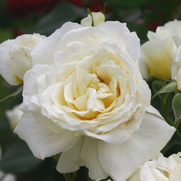 Rose Polar Express™ | White Flower Farm