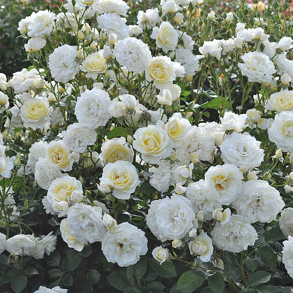 Rose Polar Express™ | White Flower Farm