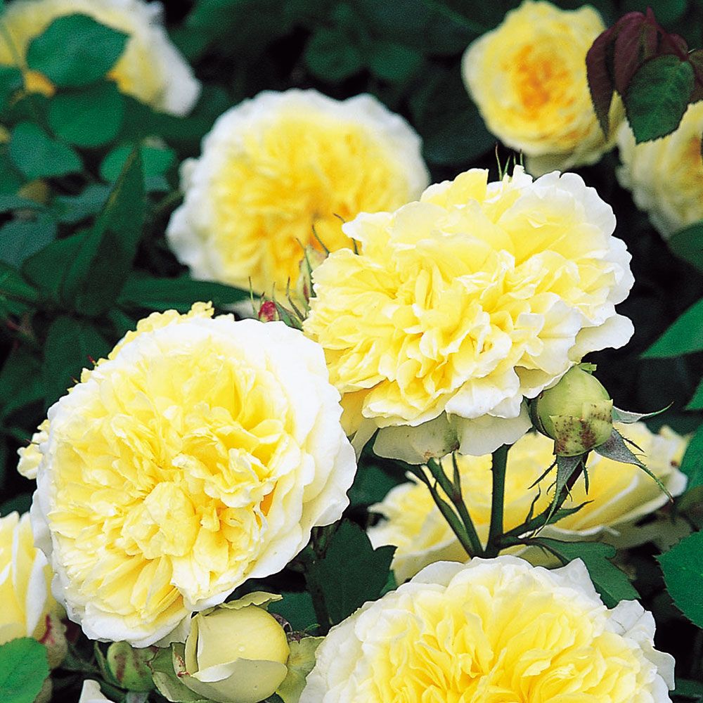 Rose The Pilgrim® | White Flower Farm