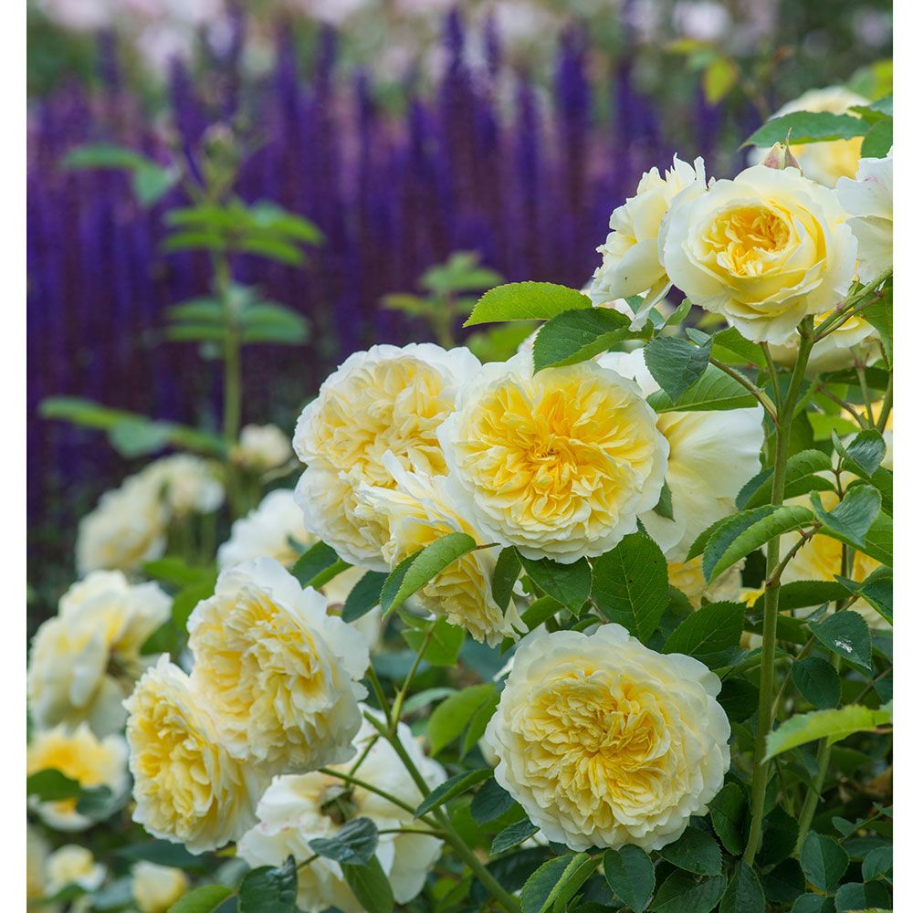 Rose The Pilgrim® | White Flower Farm