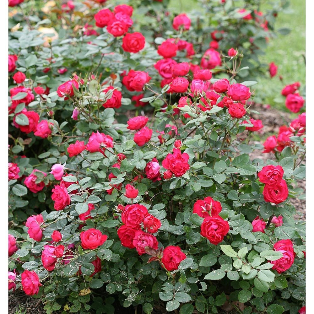 Rose Oso Easy Double Red® | White Flower Farm