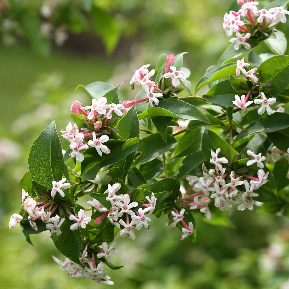 Abelia mosanensis Sweet Emotion® | White Flower Farm