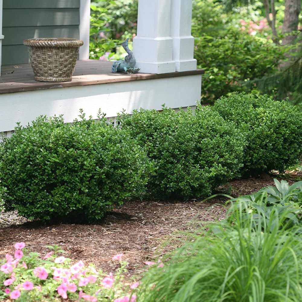 Buxus microphylla Sprinter® | White Flower Farm
