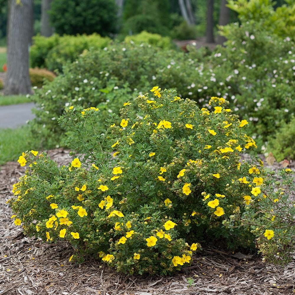 Potentilla fruticosa Happy Face® Yellow | White Flower Farm