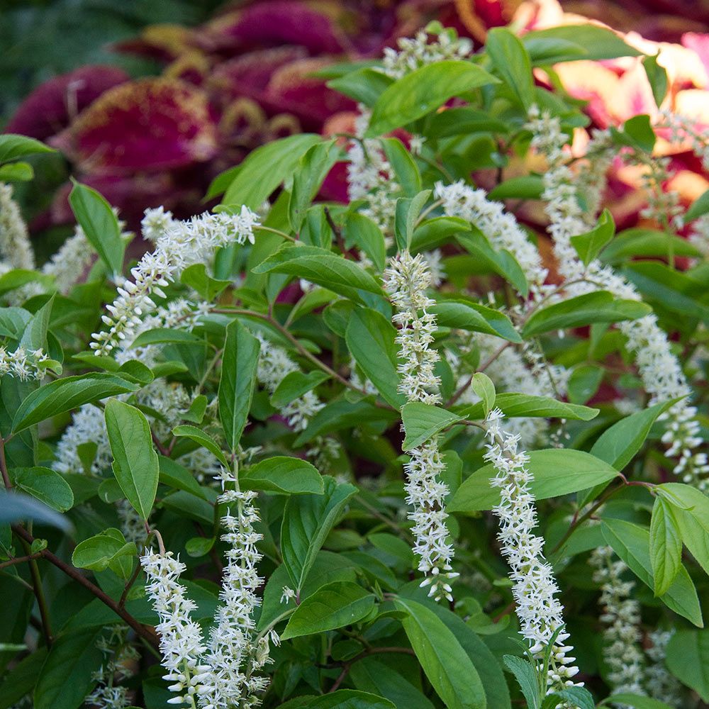 Itea 'Henry's Garnet' | White Flower Farm