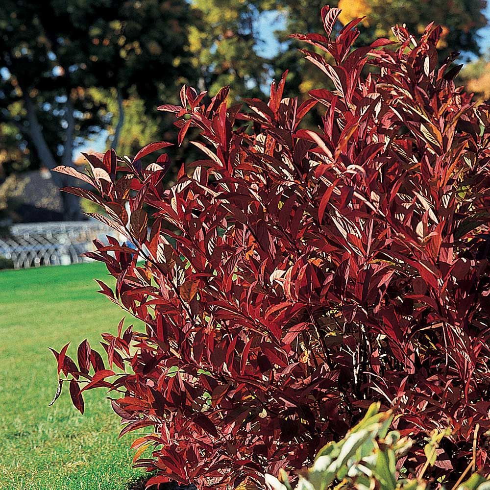 Itea 'Henry's Garnet' | White Flower Farm