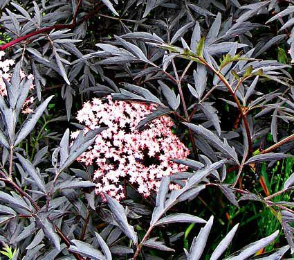 Sambucus | White Flower Farm