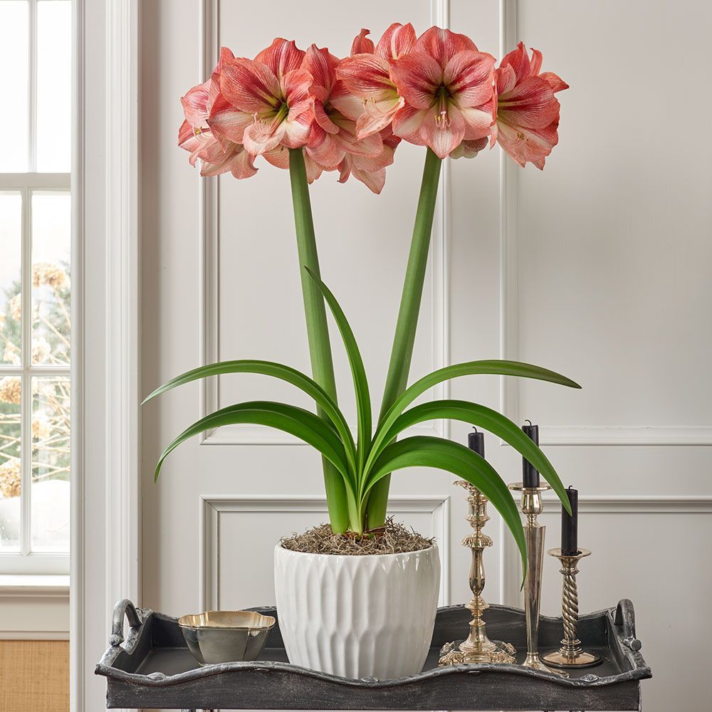 New Amaryllis Varieties | White Flower Farm