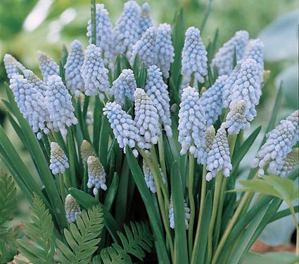 Muscari Flowers, Muscari Bulbs & More | White Flower Farm
